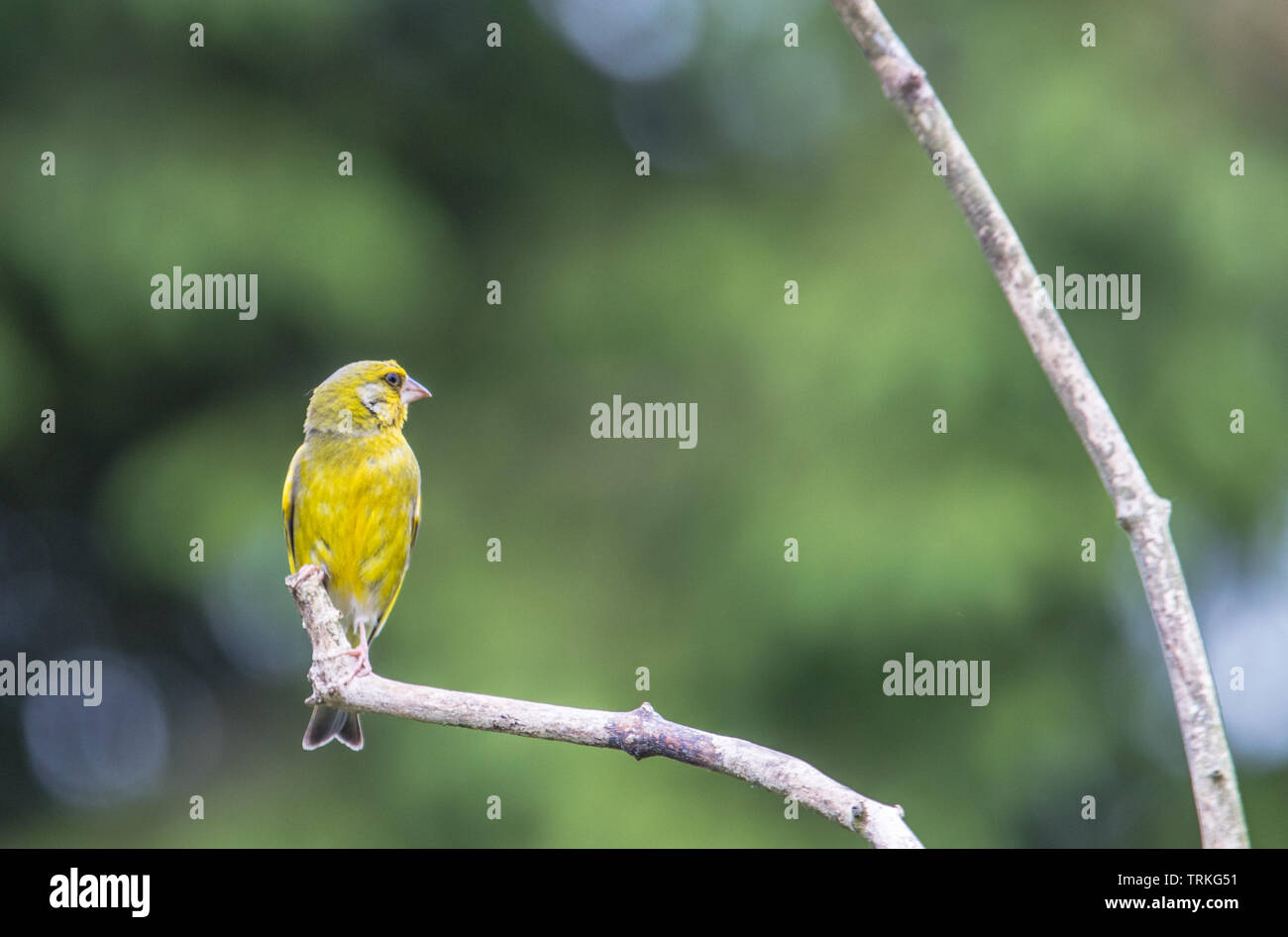 Greenfinch, British Bird, Wildlife enjoying the sunshine on a perch in ...