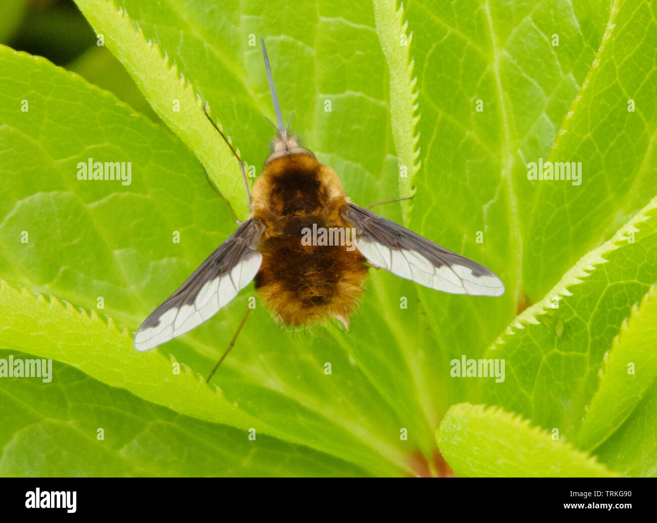 Large Bee-Fly Insect ( Bombylius major ) in Spring, UK Stock Photo - Alamy