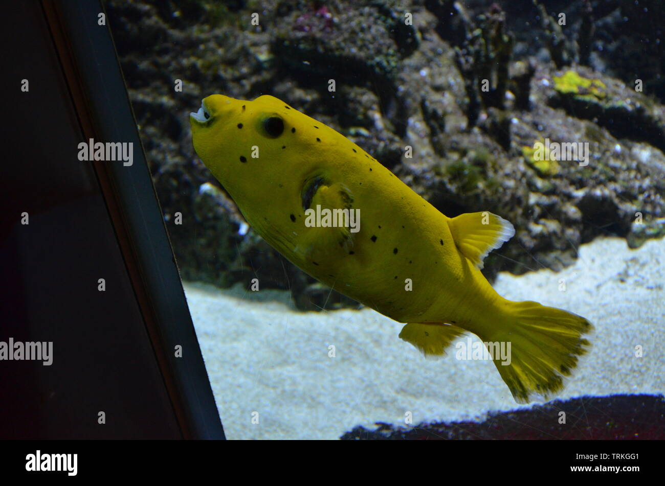 Tropical fish in aquarium, Berlin Stock Photo - Alamy