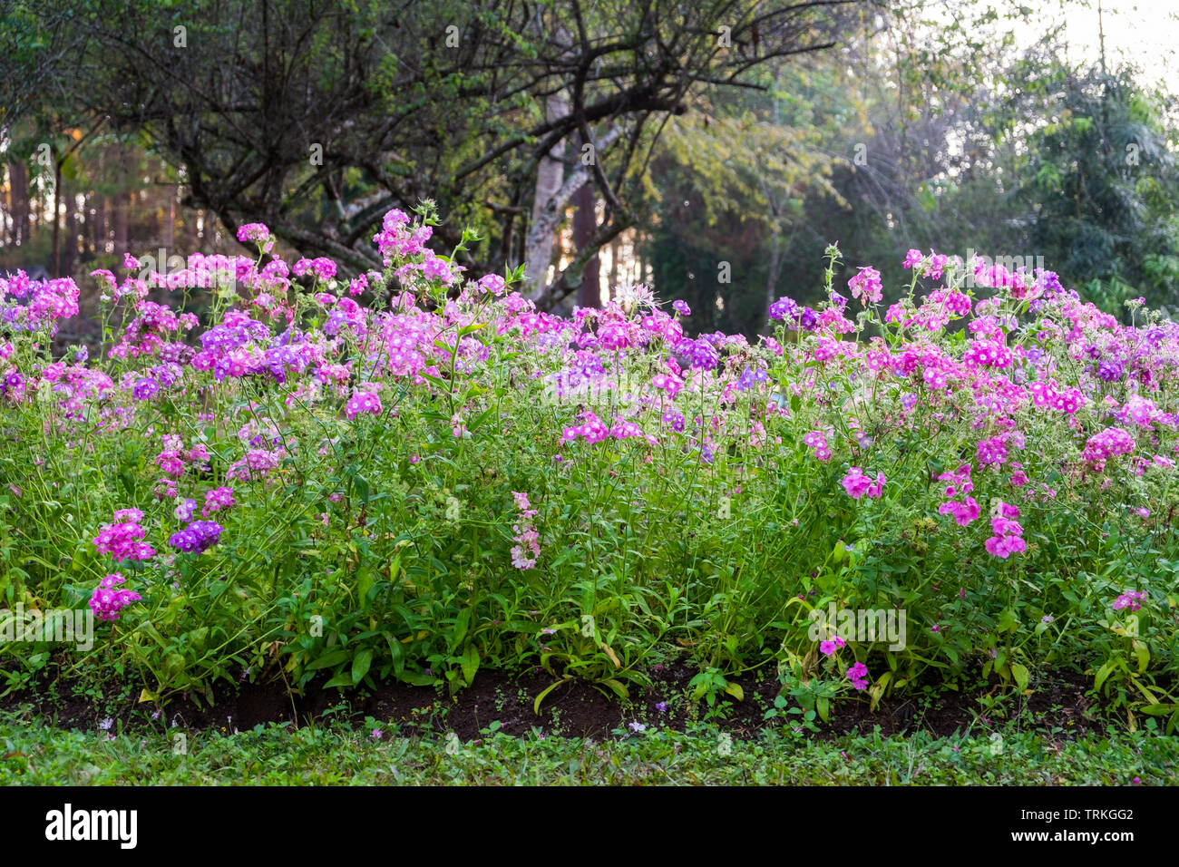 Madagascar periwinkle,Vinca flower in ornamental garden Stock Photo - Alamy