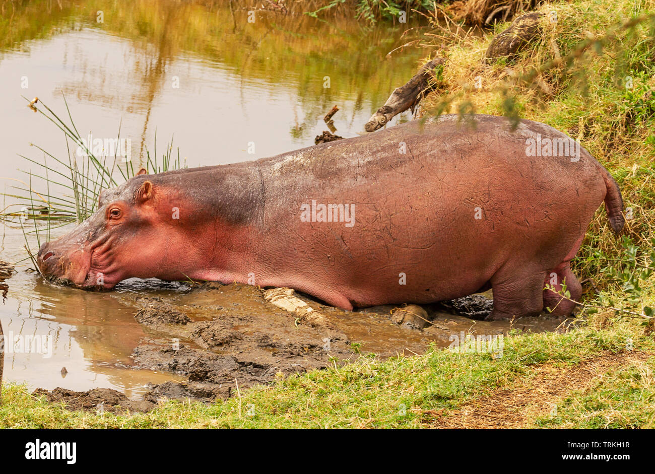 Wallow lake hi-res stock photography and images - Alamy