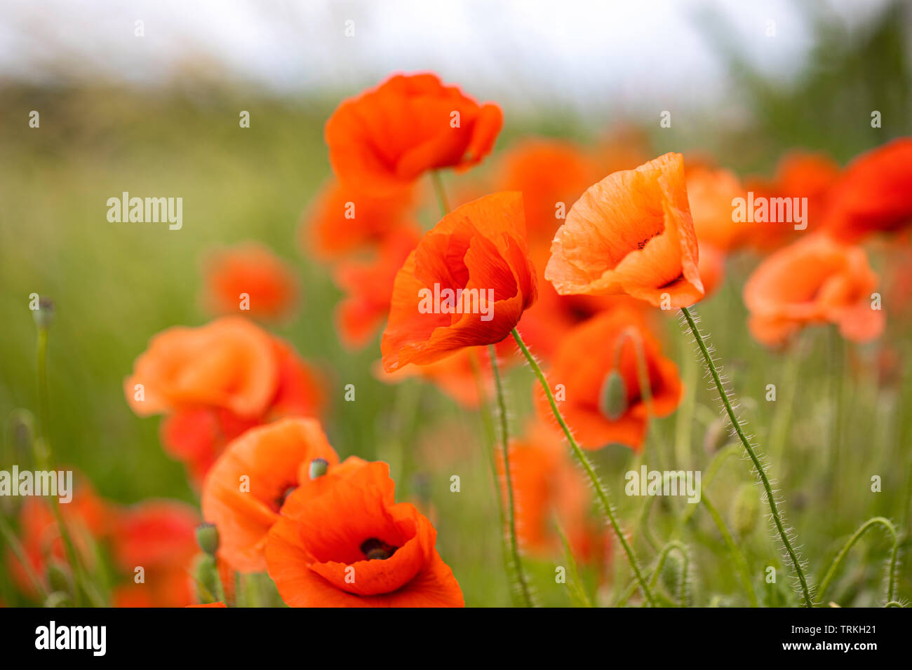 Poppy flowers, red petals, spring in Poland Stock Photo - Alamy