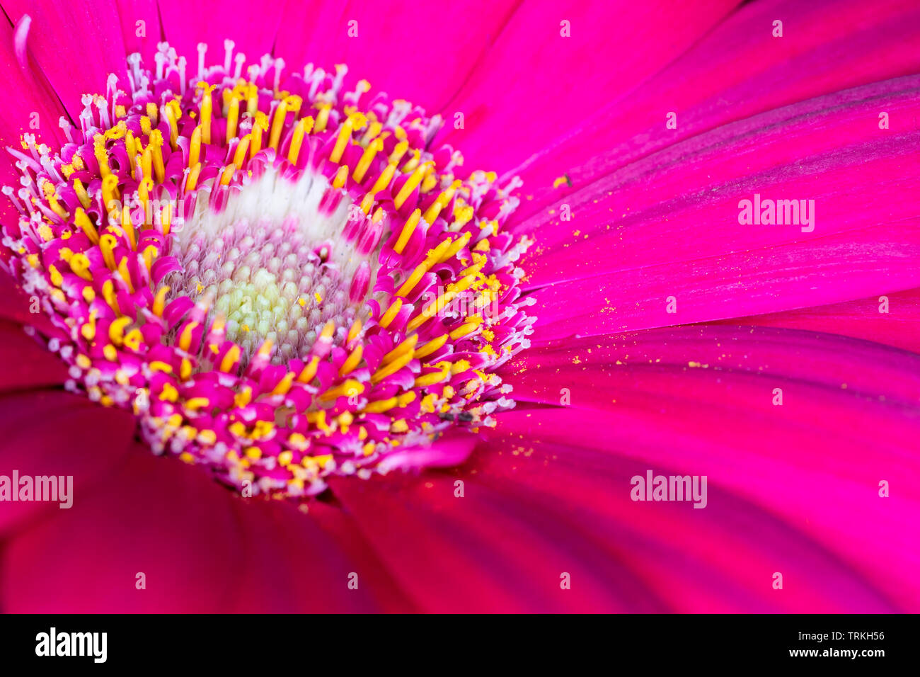 Gerbera red flower head, genus of plants in the Asteraceae of the daisy ...