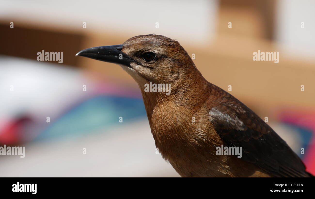 Free living bird in the Everglades Stock Photo - Alamy