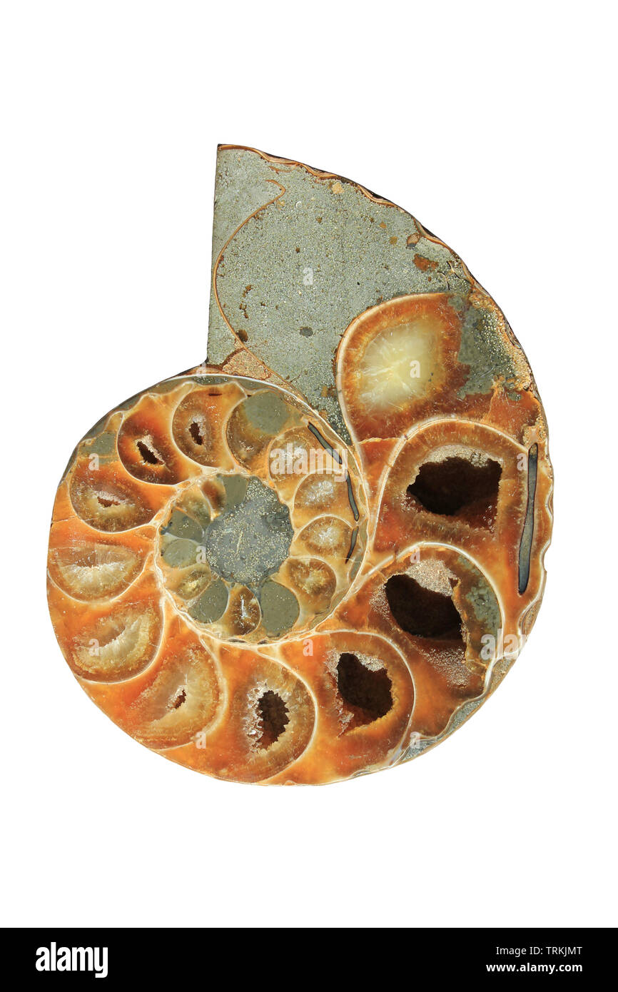 Ammonite Fossil - Madagascar Stock Photo - Alamy