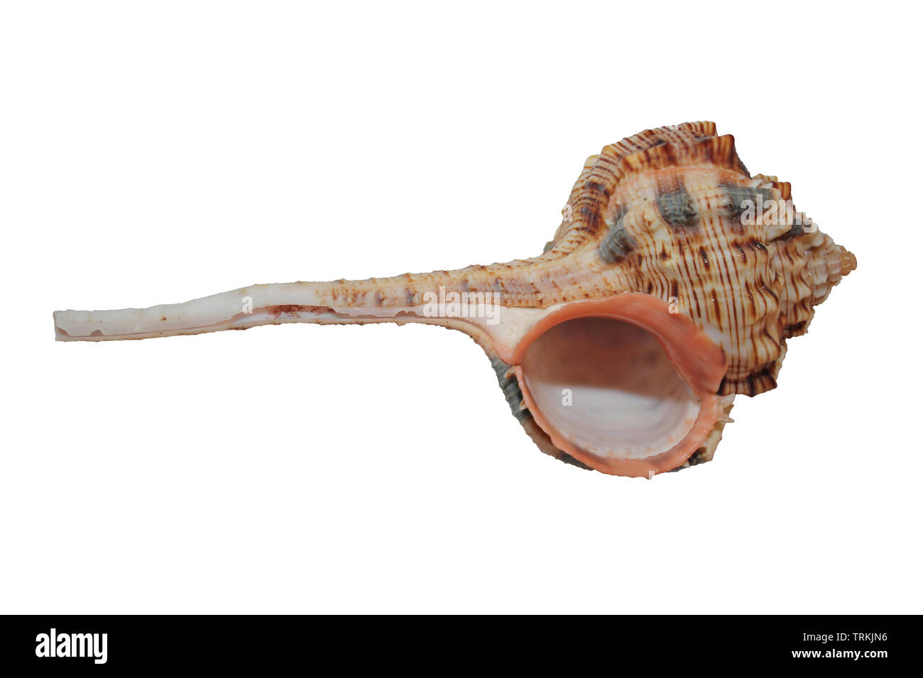 Murex marine snail shell hi-res stock photography and images - Alamy