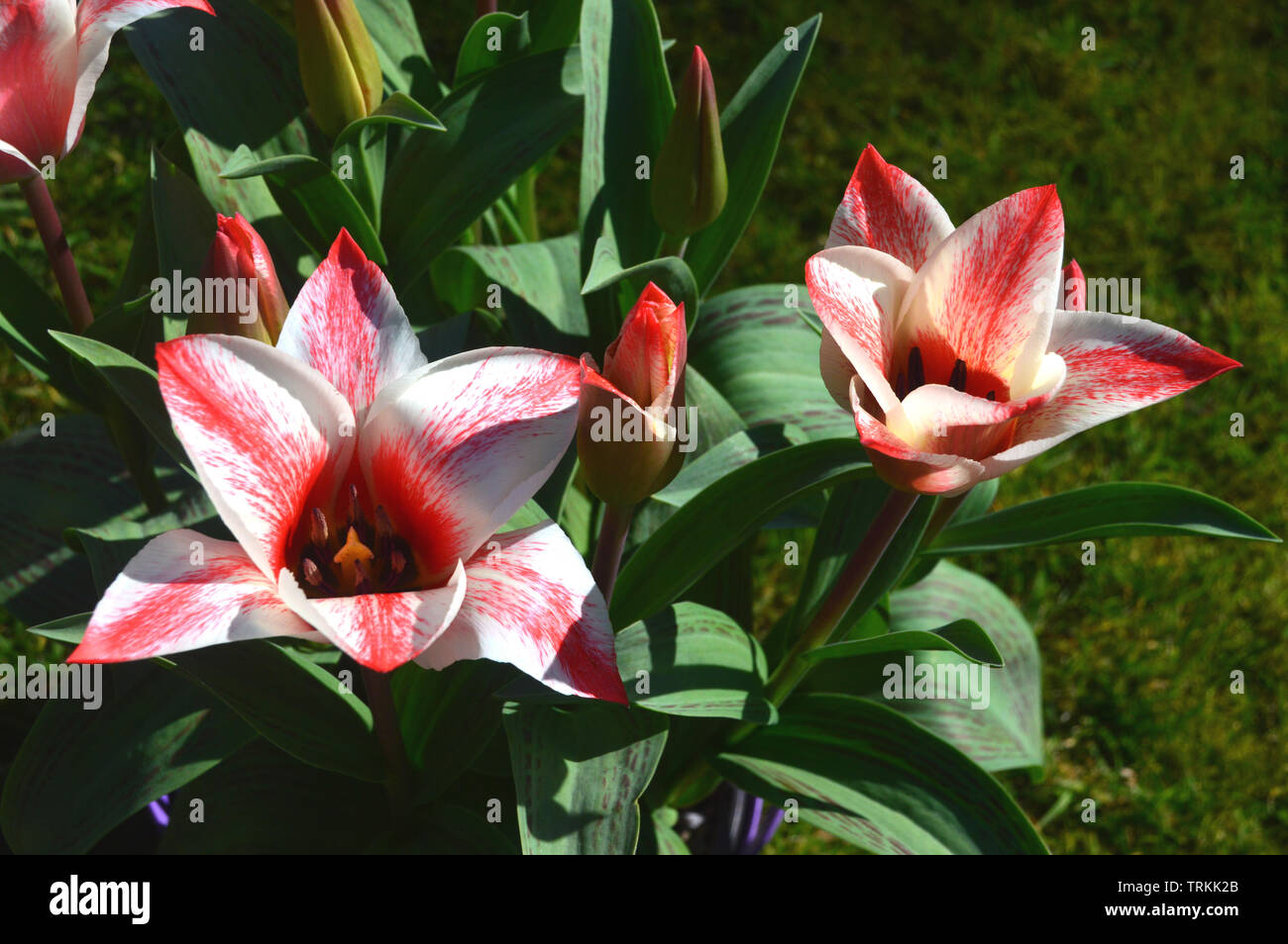 Two Red & White Tulips 'Czar Peter' grown in a English Border Stock ...