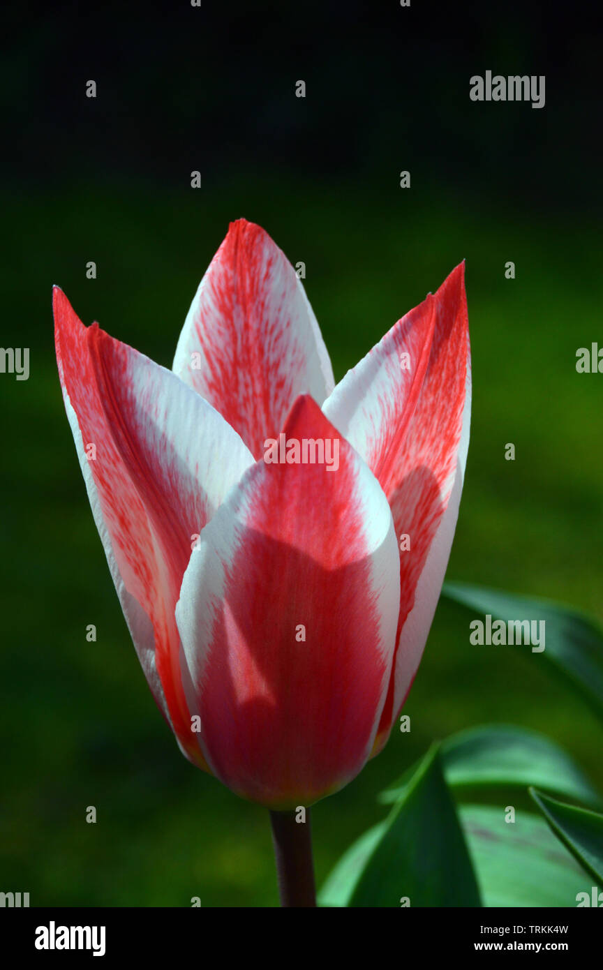 One single tulip hi-res stock photography and images - Alamy