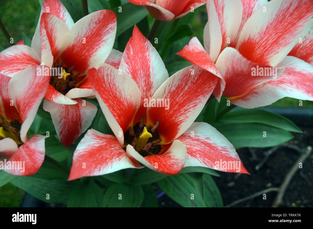 Red & White Tulips 'Czar Peter' grown in a English Border Stock Photo ...