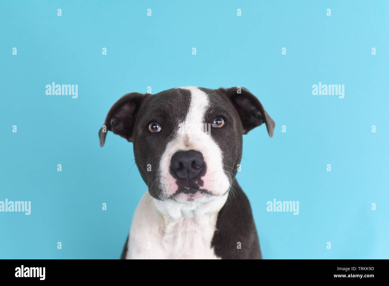 A grey and white Staffordshire Bull Terrier puppy portrait , isolated ...