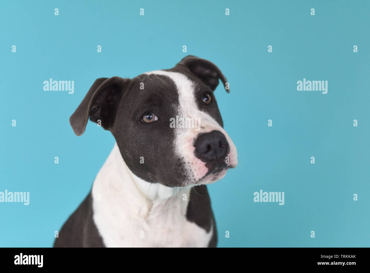 A grey and white Staffordshire Bull Terrier puppy portrait , isolated ...