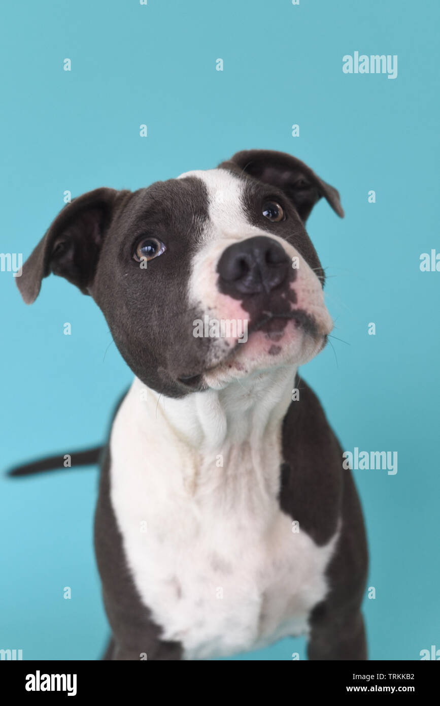 A grey and white Staffordshire Bull Terrier puppy portrait , isolated ...