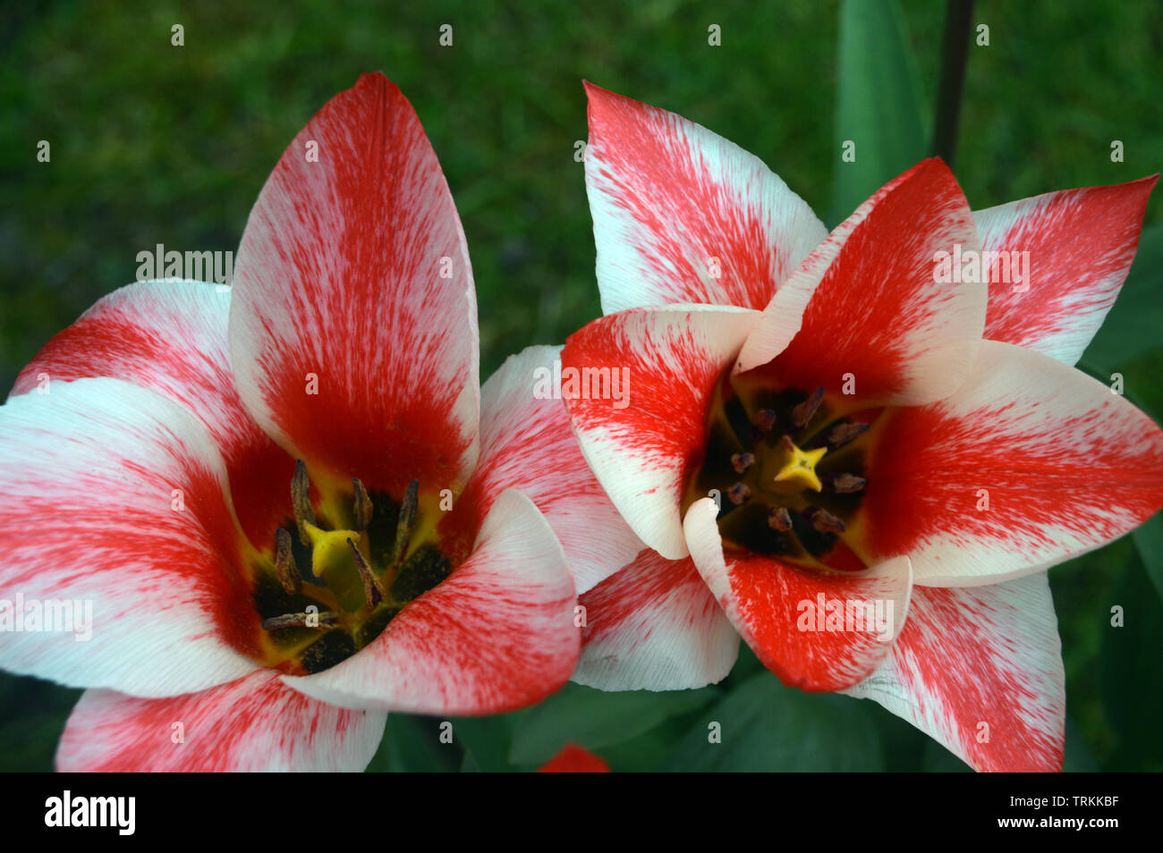 Czaar peter hi-res stock photography and images - Alamy