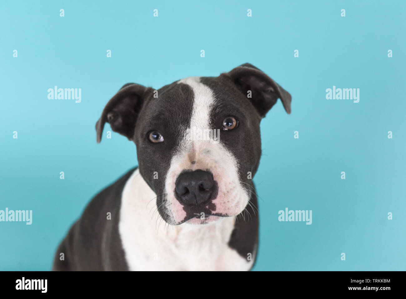 A grey and white Staffordshire Bull Terrier puppy portrait , isolated ...