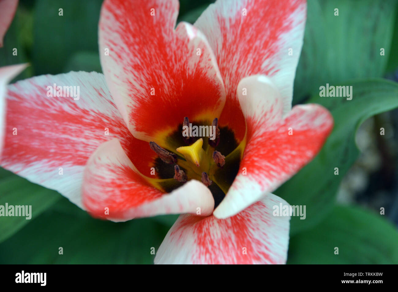 Close up white tulip pollen hi-res stock photography and images - Alamy