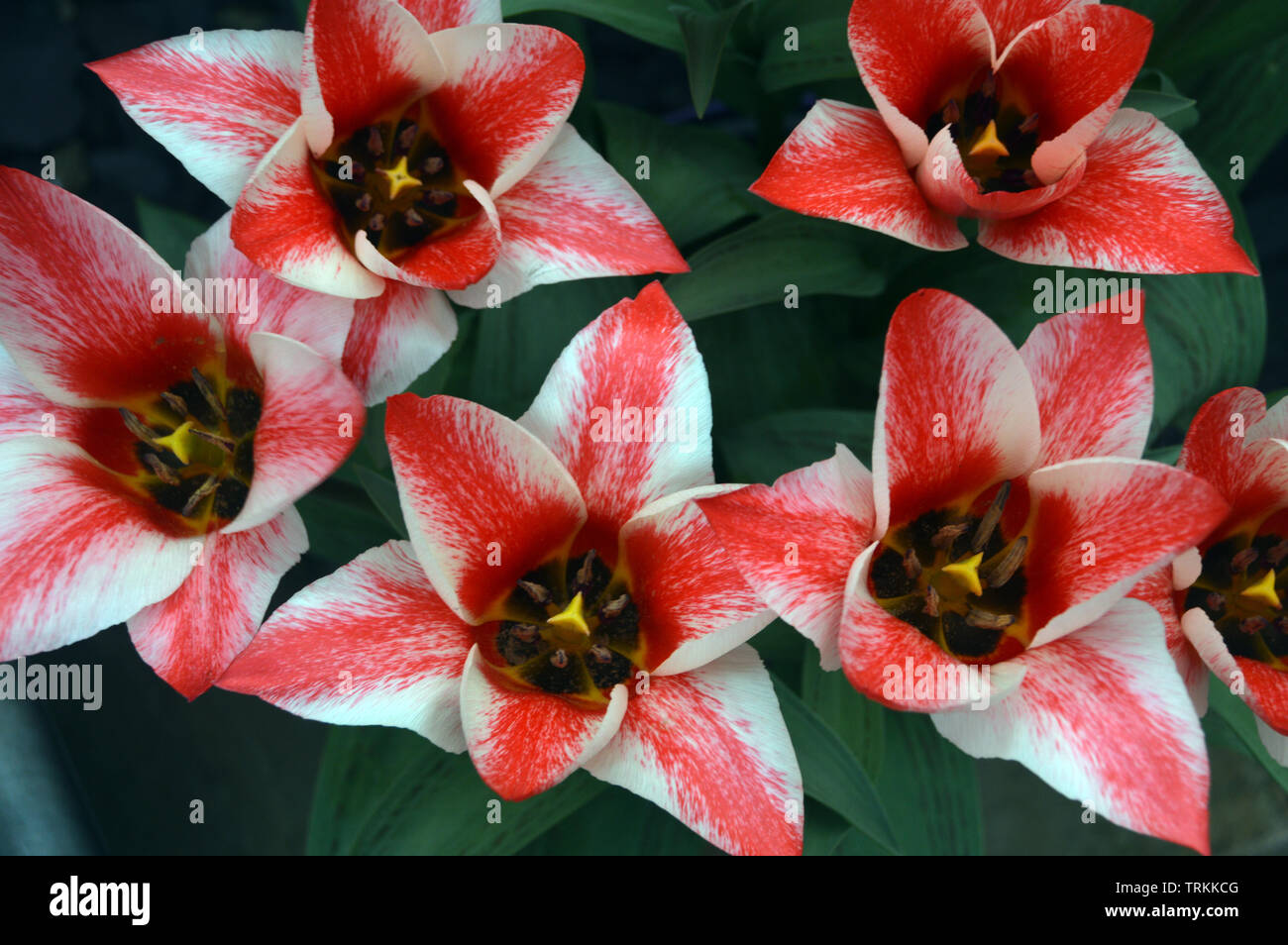 Red & White Tulips 'Czar Peter' grown in a English Border Stock Photo ...