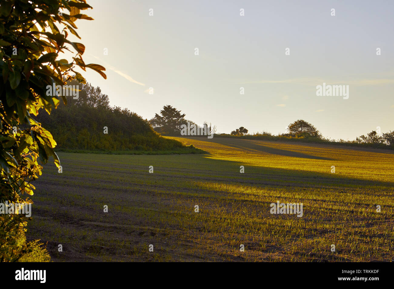 Image of a field at sun rise with long shadows and blue sky Stock Photo ...