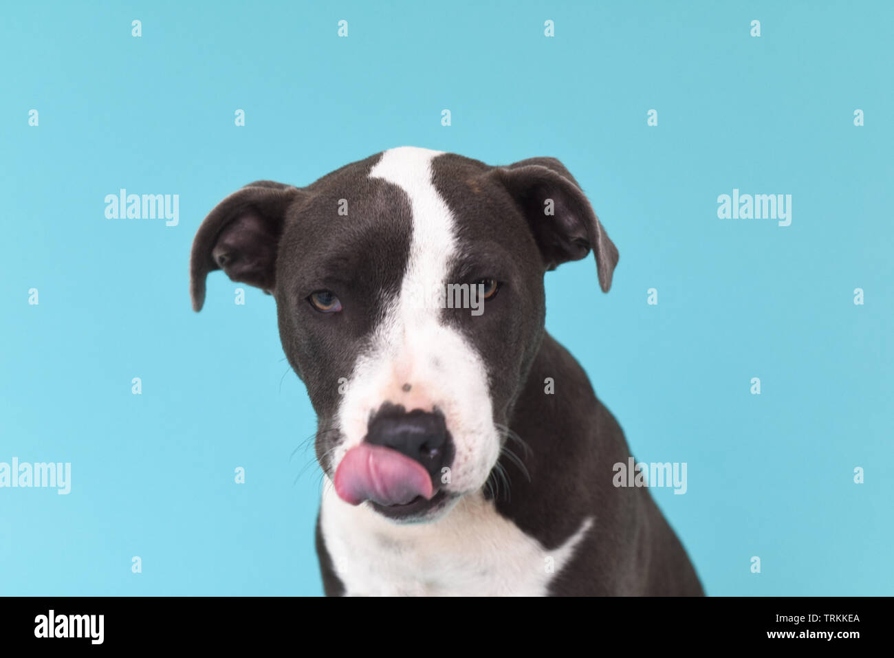 A grey and white Staffordshire Bull Terrier puppy portrait , isolated ...