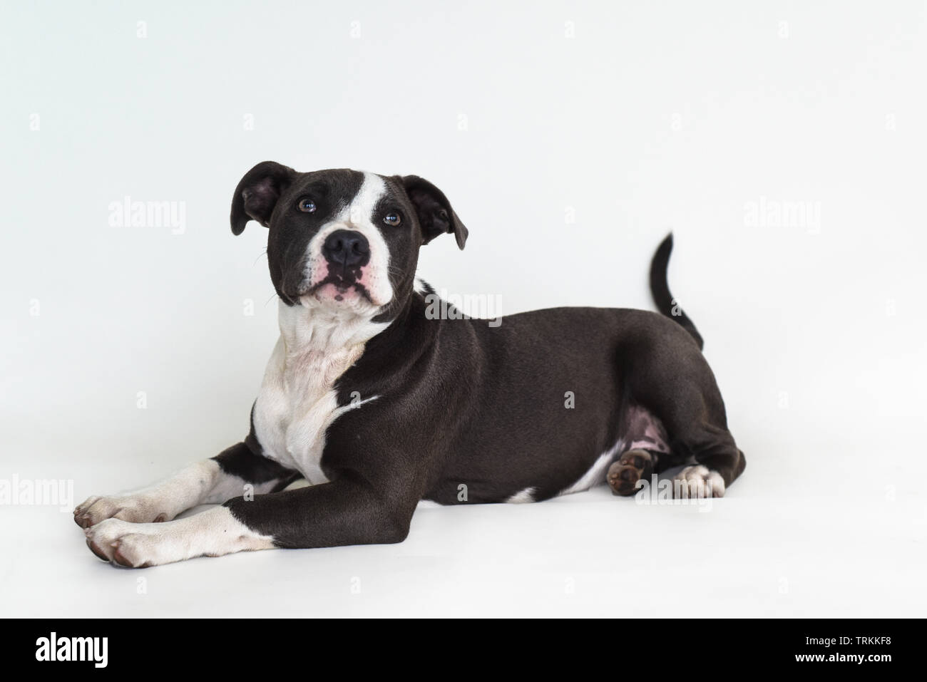 White Staffordshire Bull Terrier High Resolution Stock Photography and ...