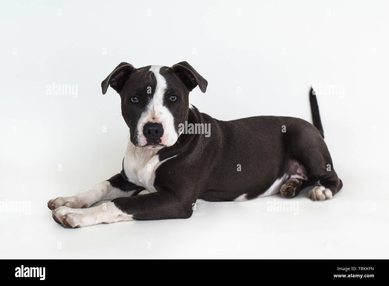 A grey and white Staffordshire Bull Terrier puppy portrait , isolated ...