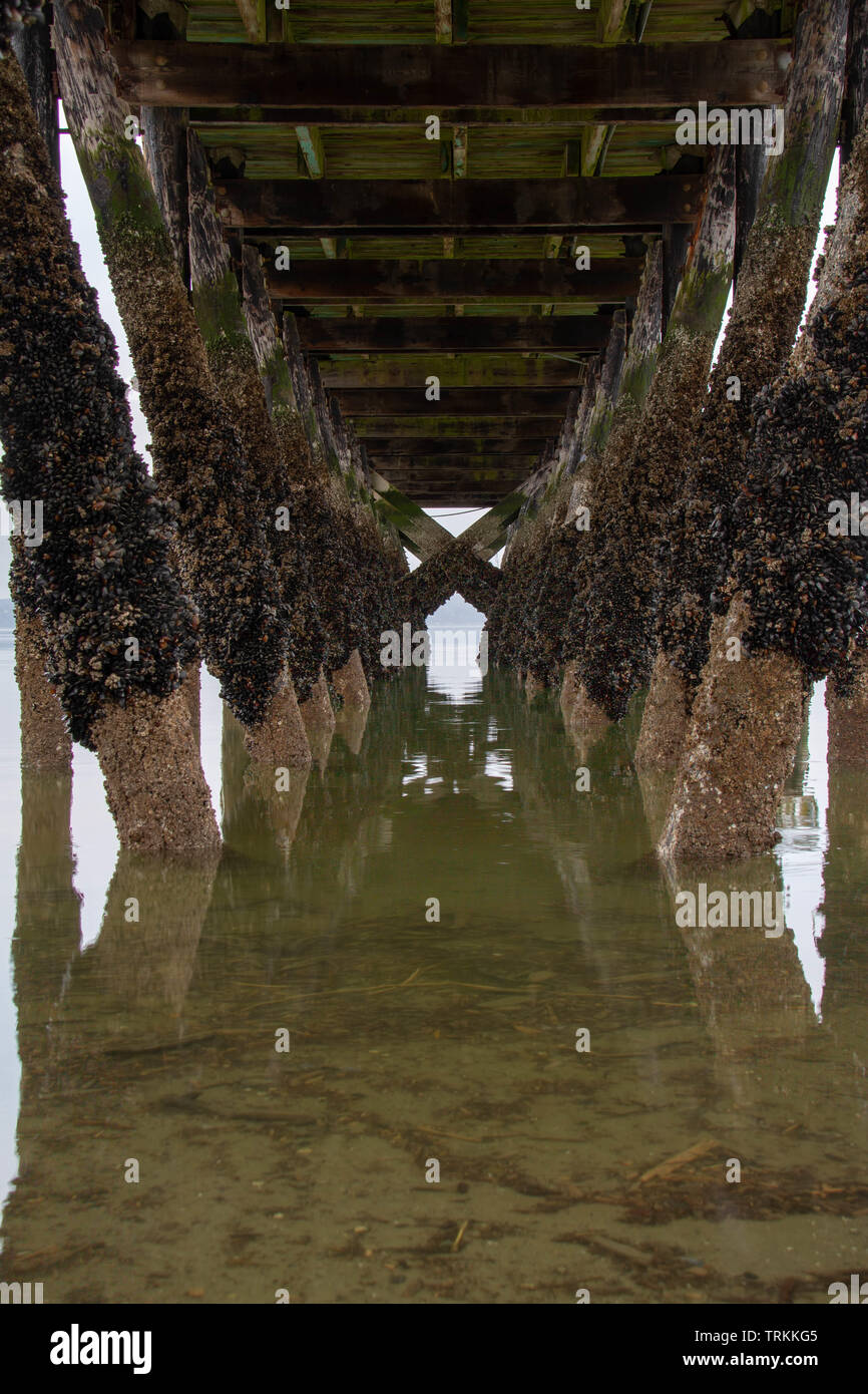 The symmetry of the piling under a fishing pier with barnacles ...