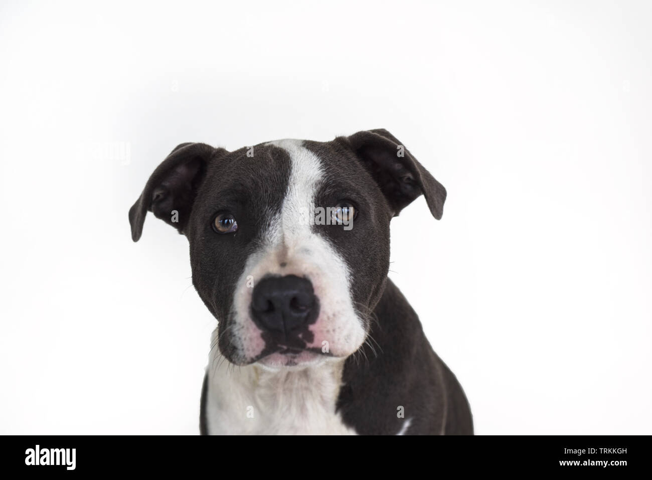 A grey and white Staffordshire Bull Terrier puppy portrait , isolated ...