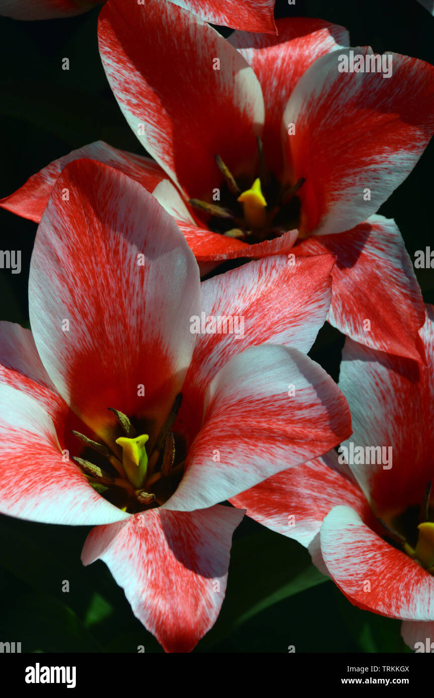 Two Red & White Tulips 'Czar Peter' grown in a English Border Stock ...