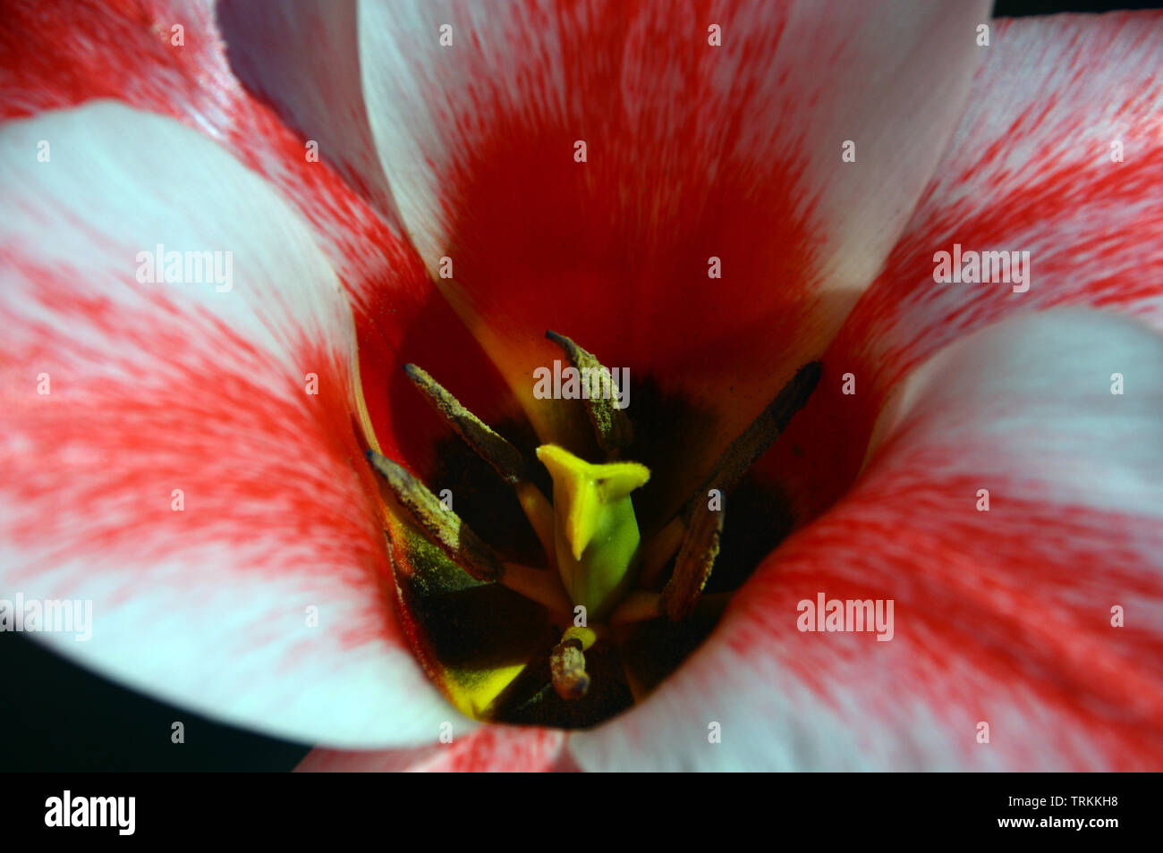 Close up of One Single Red & White Tulip 'Czar Peter' grown in a ...
