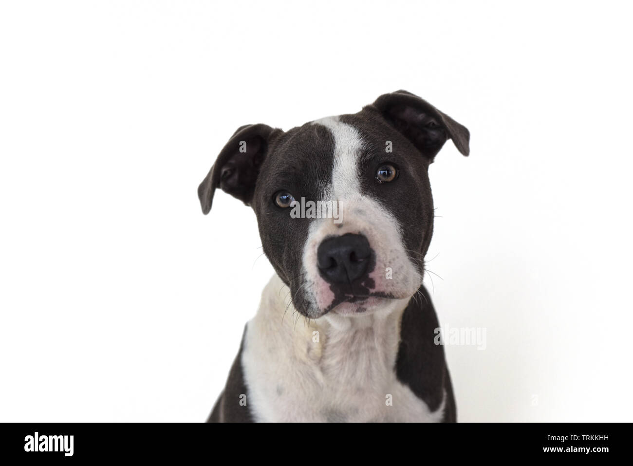 A grey and white Staffordshire Bull Terrier puppy portrait , isolated ...