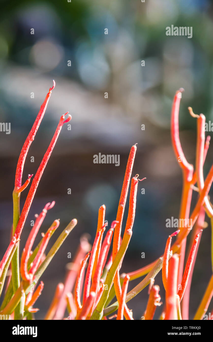 Detail of the colorful tips of a fire stick cactus in the desert of ...