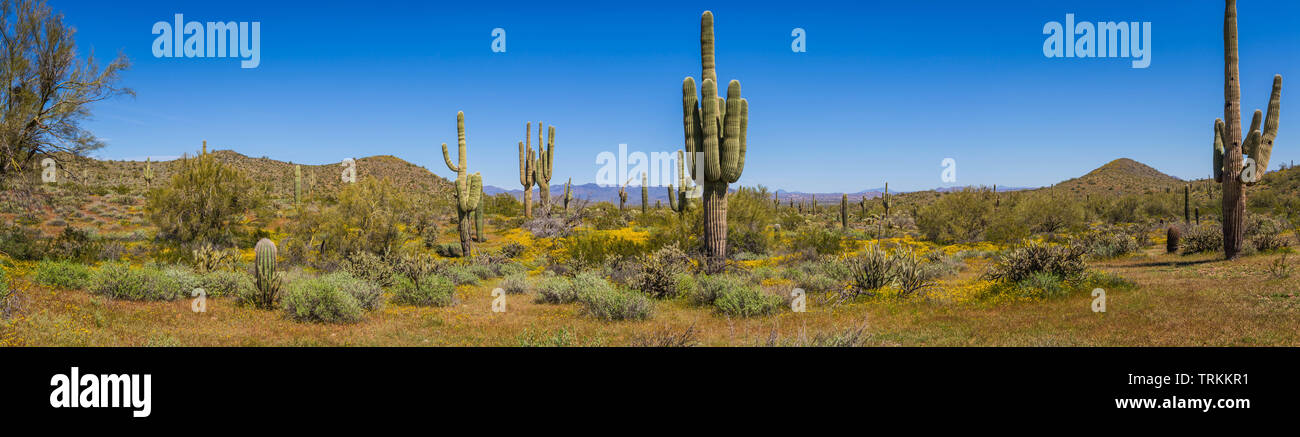 The landscape of the Sonoran Desert in full sunlight. This image has an ...