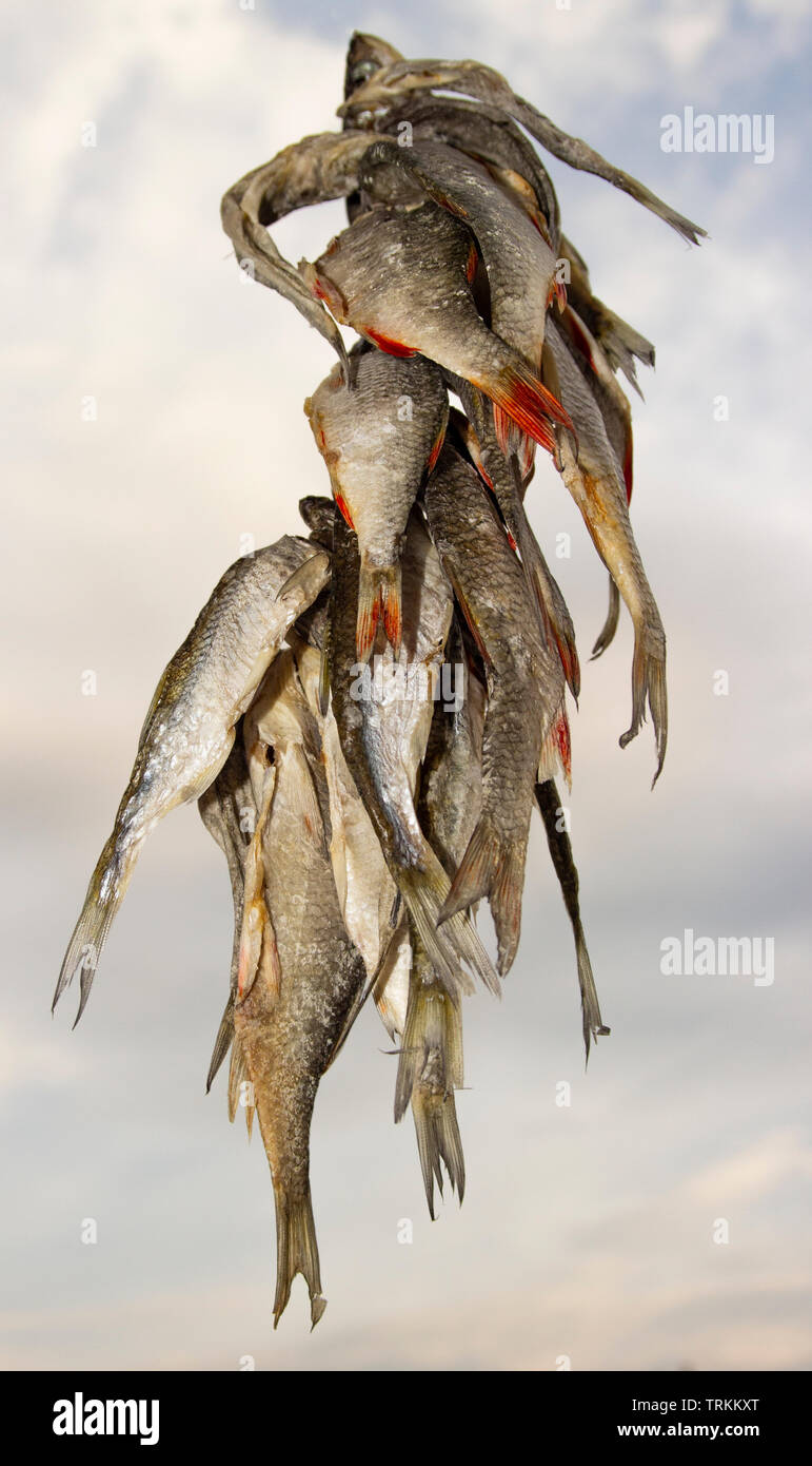 The photo of dry fish bunch on the sky with clouds backdrop Stock Photo ...