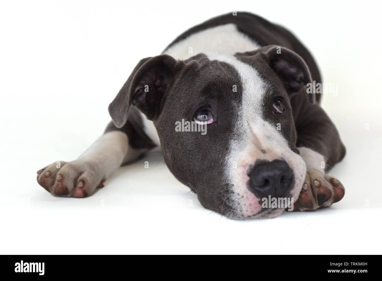 A grey and white Staffordshire Bull Terrier puppy portrait , isolated ...