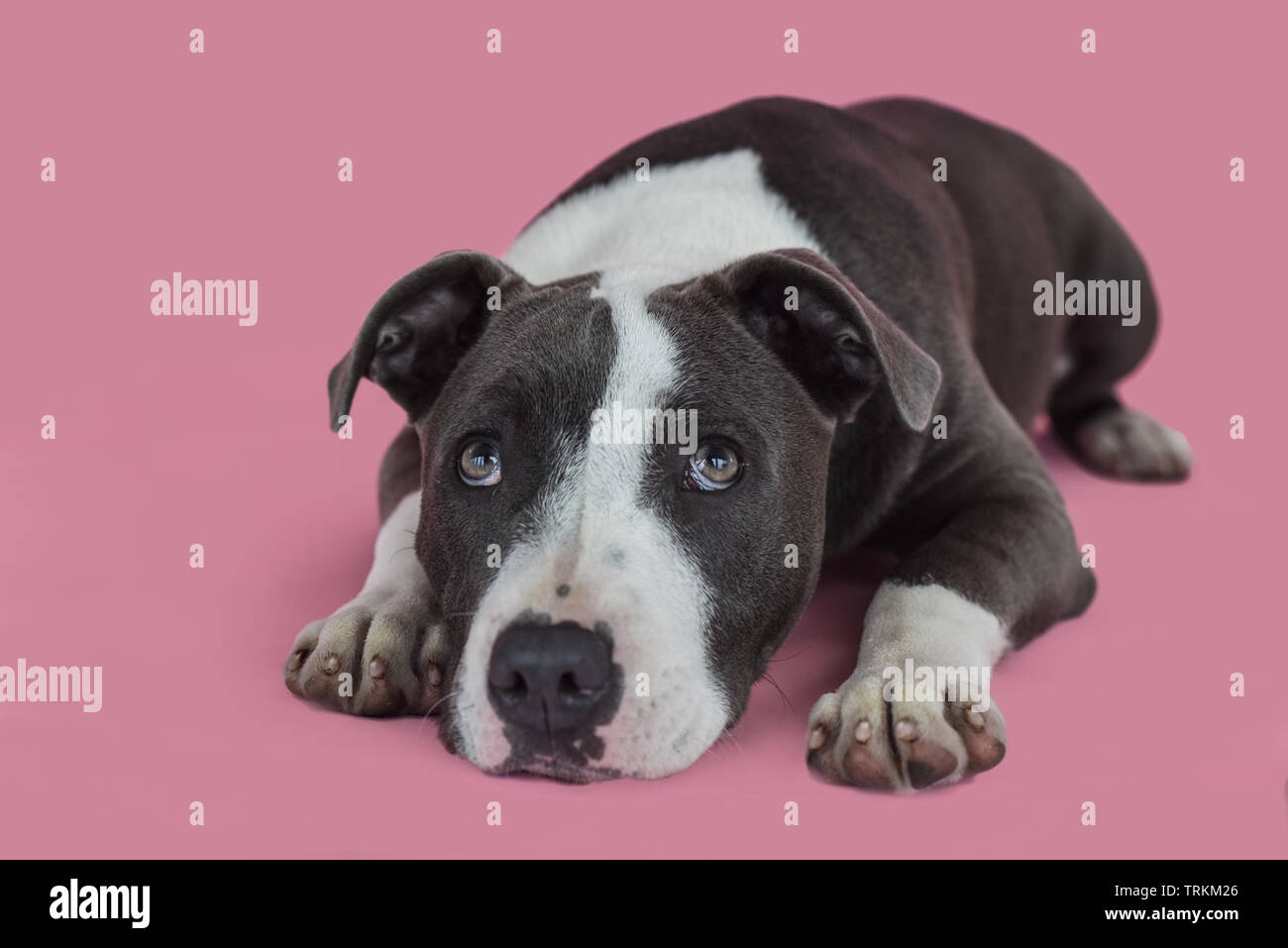 A grey and white Staffordshire Bull Terrier puppy portrait , isolated ...