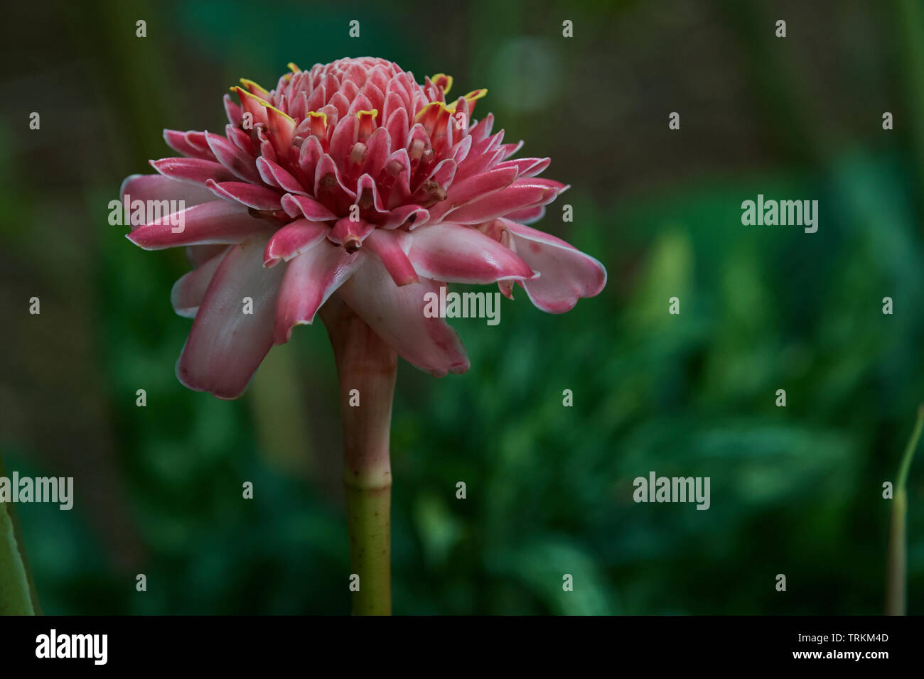 Torch ginger phaeomeria magnifica family hi-res stock photography and ...