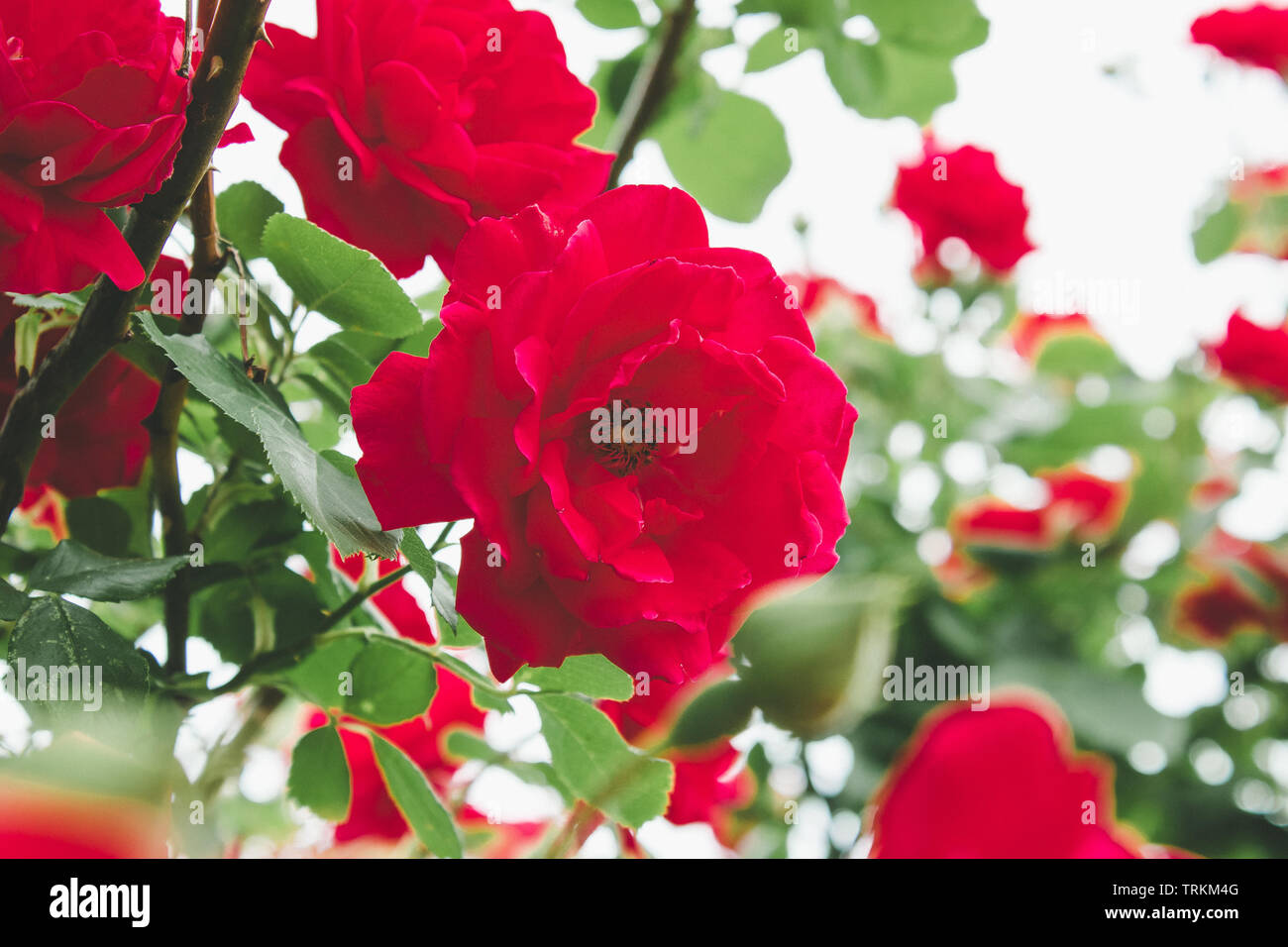Beautiful red roses in the summer garden during flowering Stock Photo ...