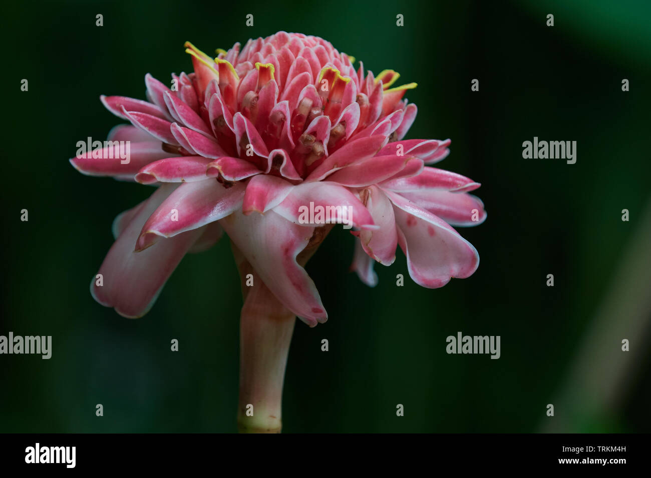 Torch ginger phaeomeria magnifica family hi-res stock photography and ...