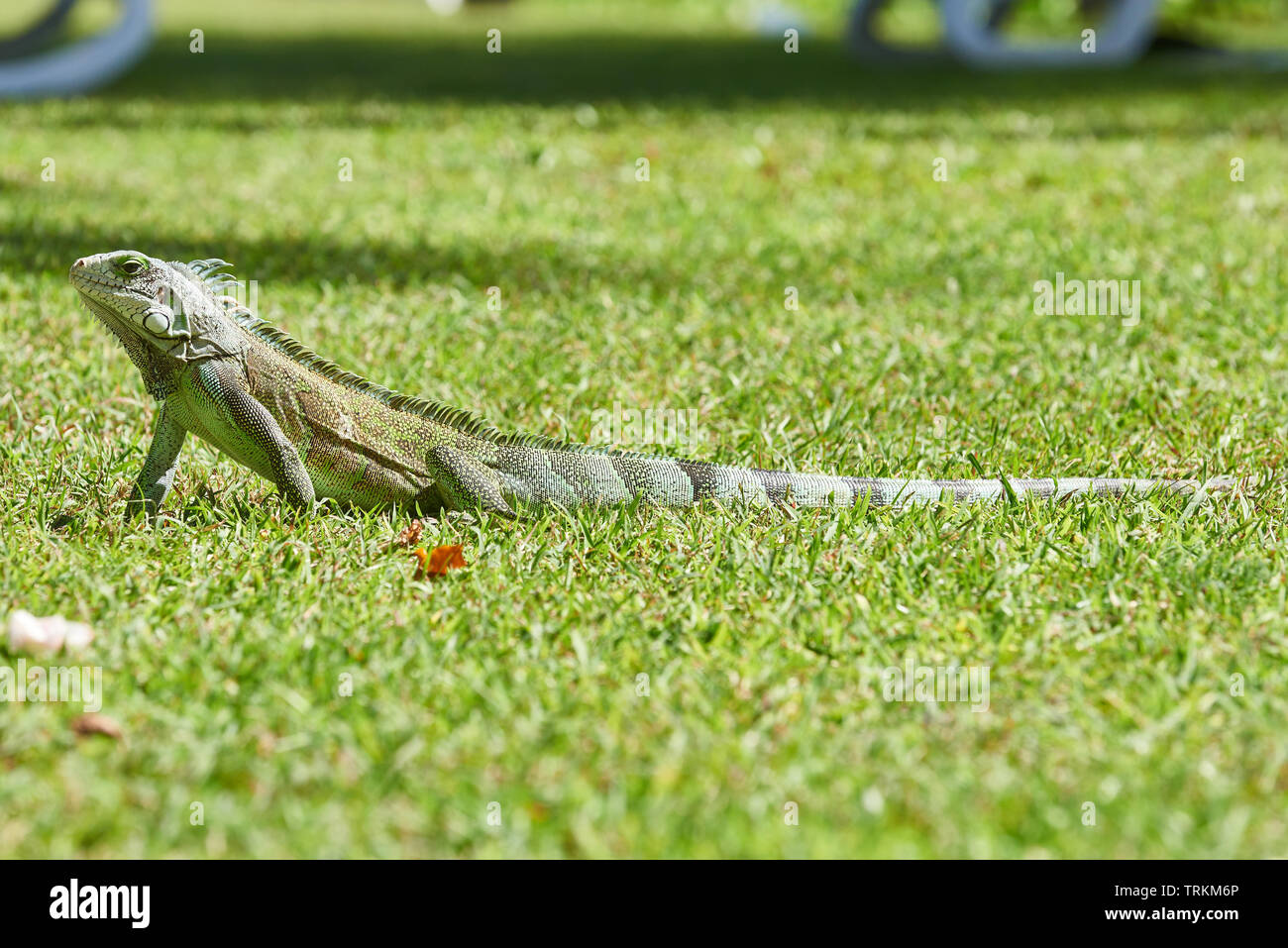 Toxicofera hi-res stock photography and images - Alamy