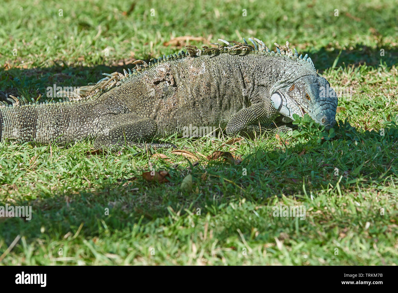 Toxicofera hi-res stock photography and images - Alamy