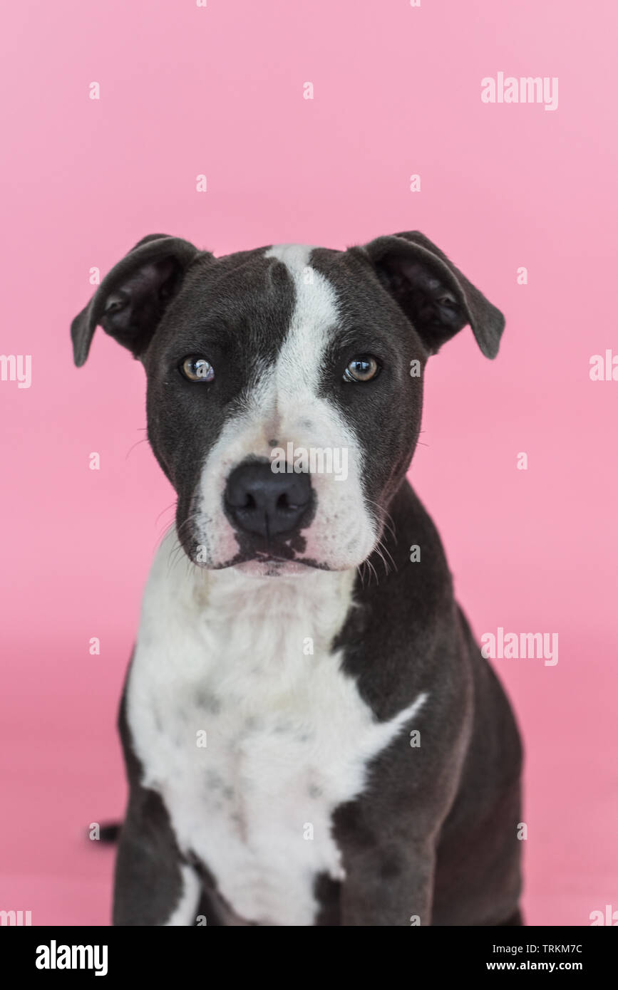 A grey and white Staffordshire Bull Terrier puppy portrait , isolated ...