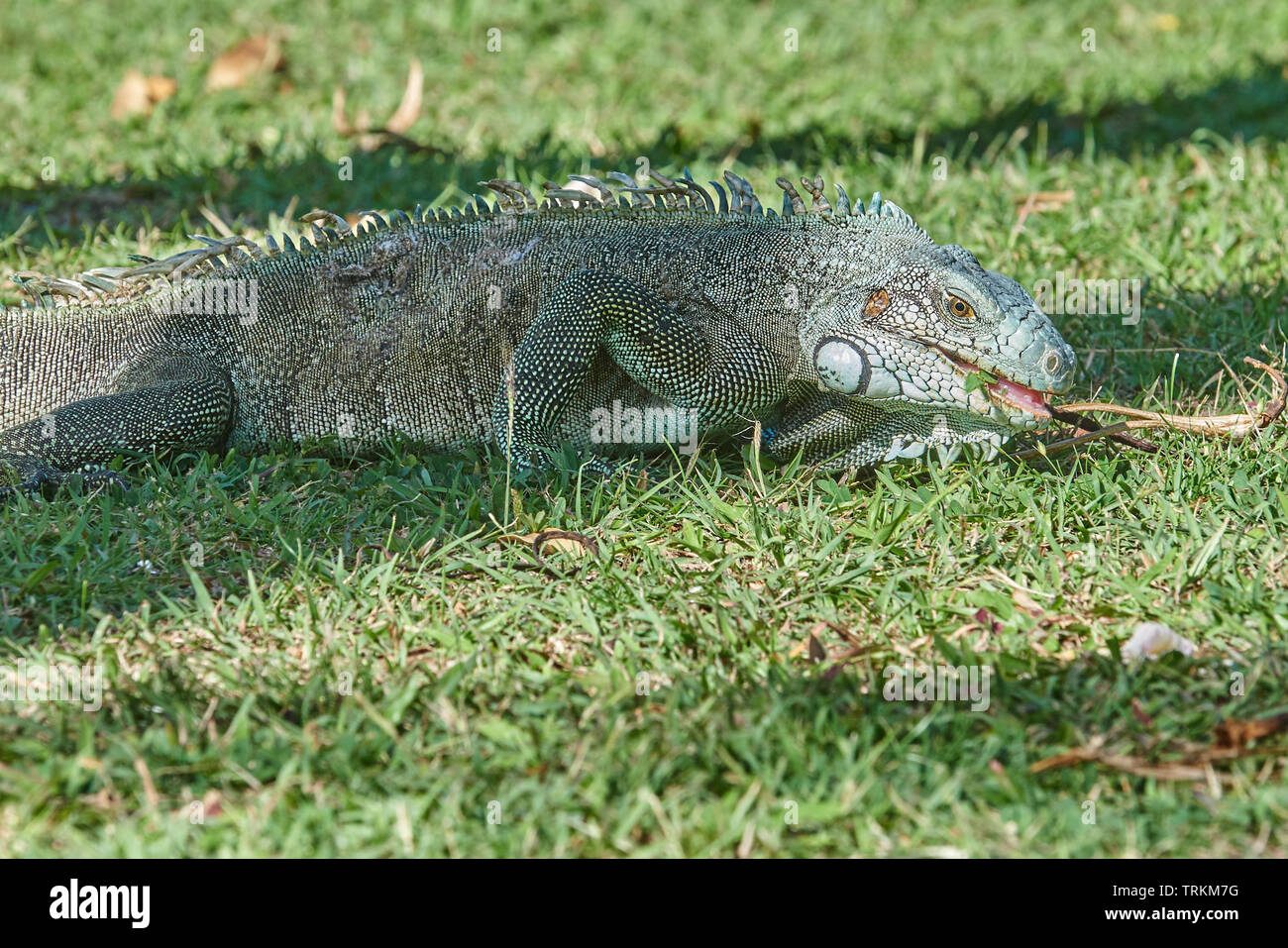 Toxicofera hi-res stock photography and images - Alamy