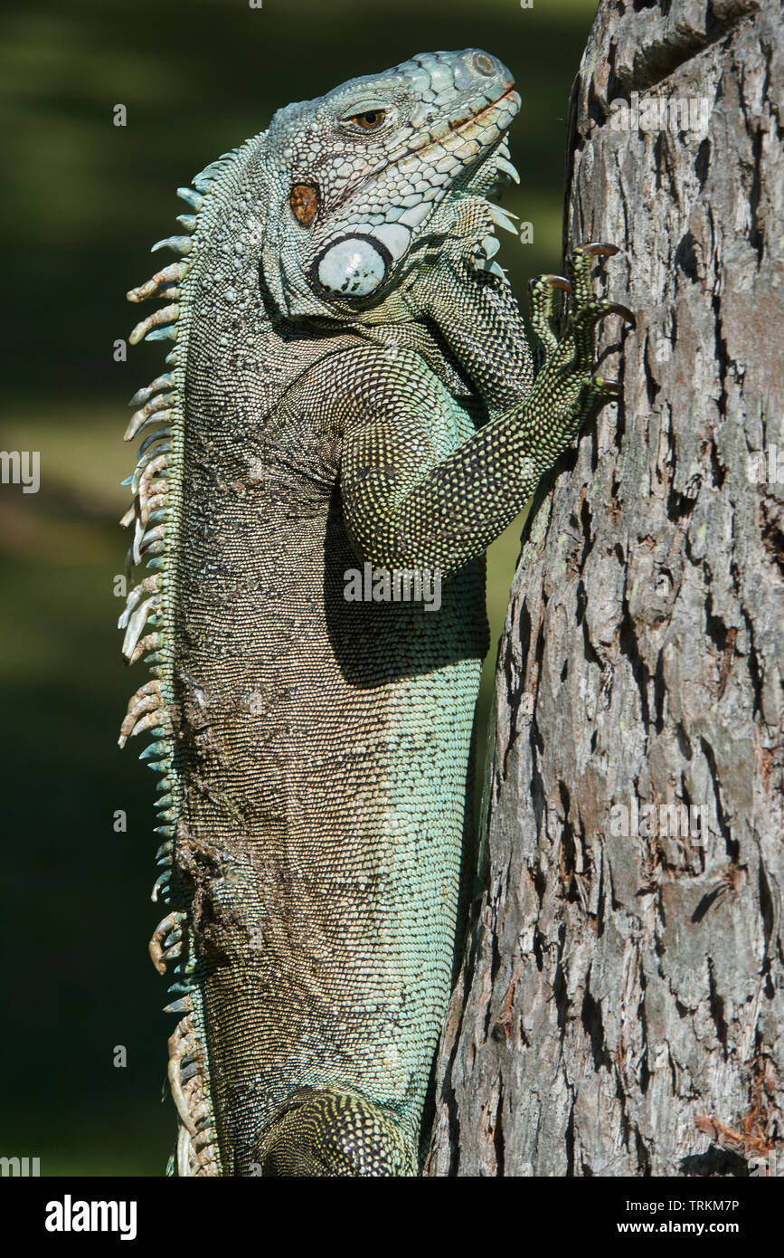 Toxicofera hi-res stock photography and images - Alamy