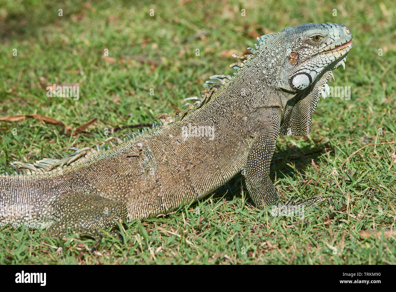 Iguana iguana, gruener Leguan, iguana,Echse,Reptil, Iguanidae ...