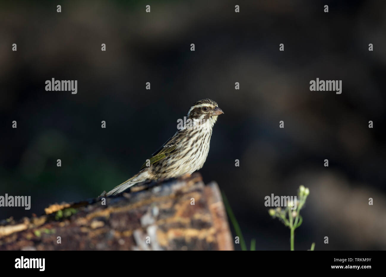 Canopy sunset bird hi-res stock photography and images - Alamy