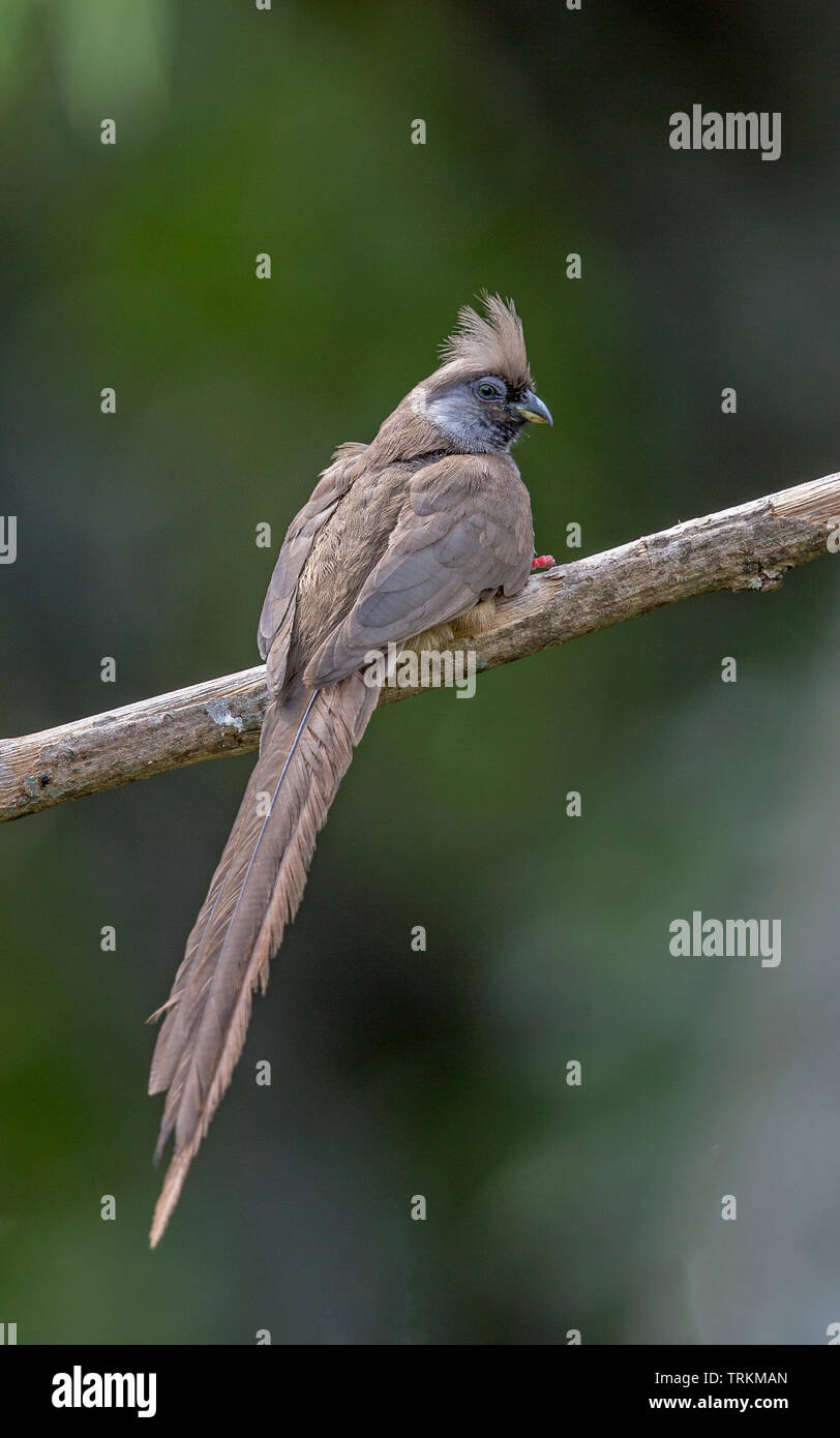 Speckeled Mouse Bird at Masai Mara,Kenya,Africa Stock Photo - Alamy