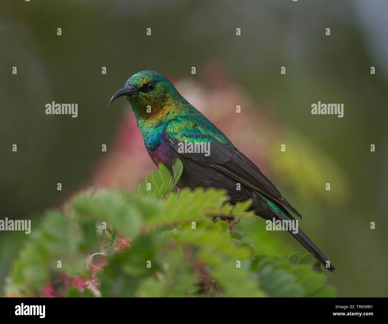 Colourful Sun Bird at Masai Mara,Kenya,Africa Stock Photo - Alamy