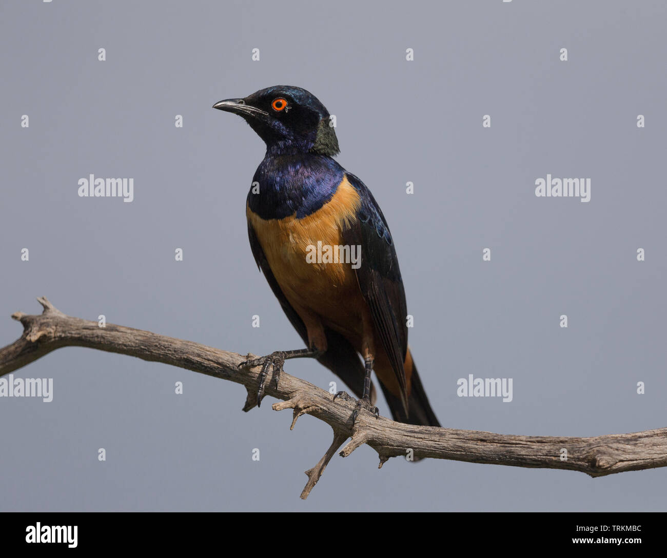 African starling feeding hi-res stock photography and images - Alamy
