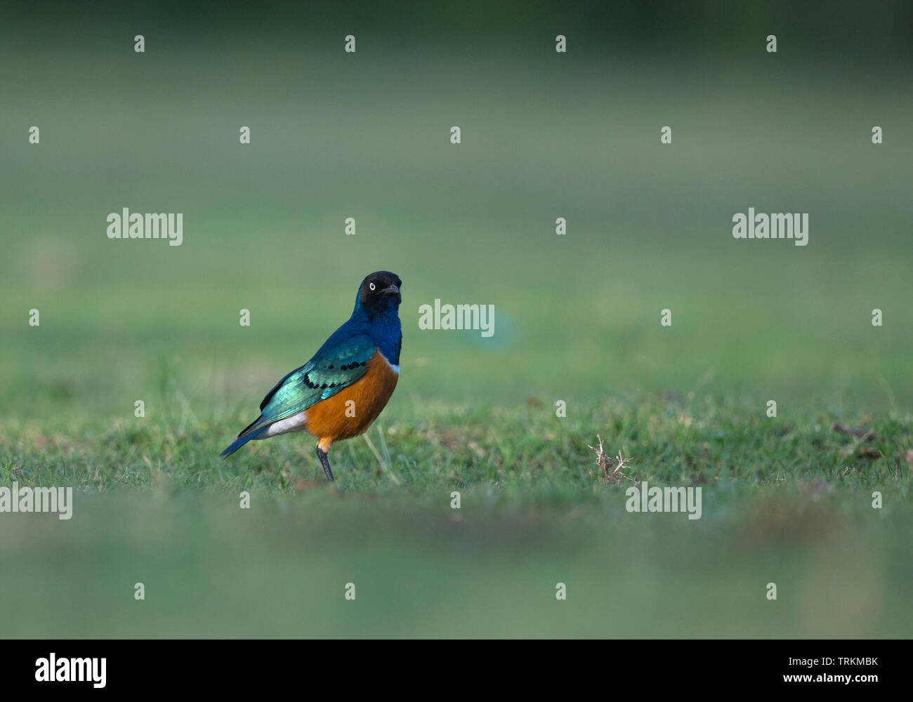 Superb starling family hi-res stock photography and images - Alamy