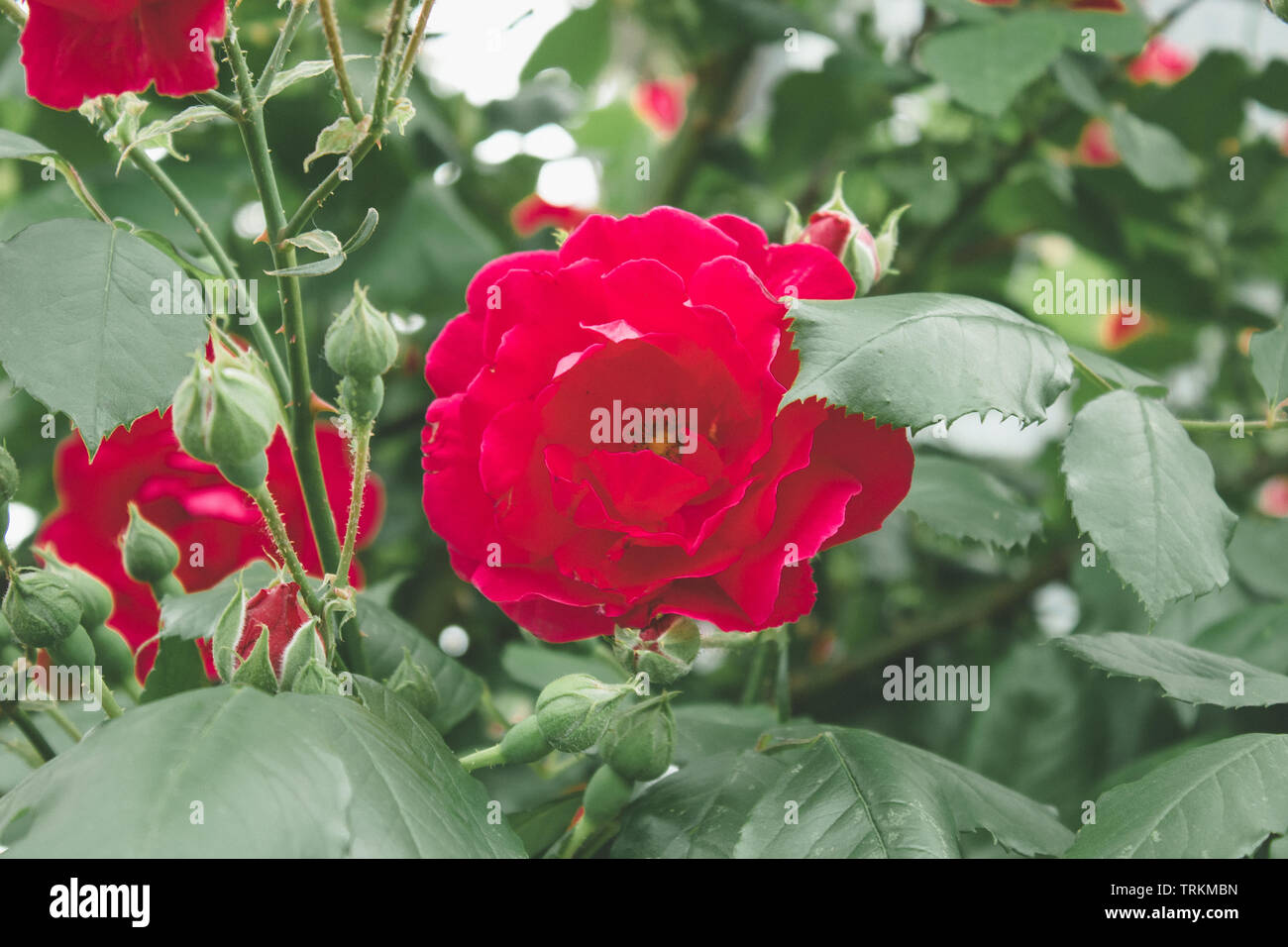 Red roses Bush flowers in the garden during flowering Stock Photo - Alamy