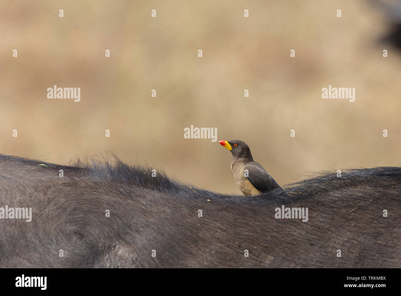 Yellow Billed Oxpecker on Cape buffalo at masai Mara,Kenya,Africa Stock ...